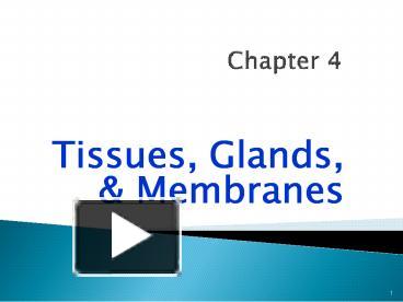 PPT – Tissues, Glands, PowerPoint presentation | free to download - id ...