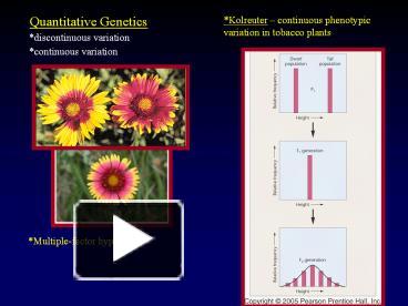 PPT – Quantitative Genetics PowerPoint presentation | free to view - id ...
