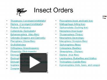Insect Orders presentation | free to download