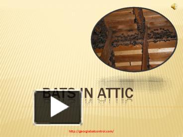 PPT – Get Rid of Bats in the Attic PowerPoint presentation | free to ...