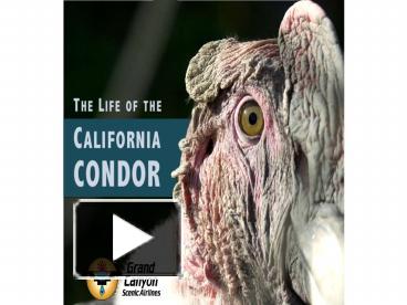 PPT – The Life of the California Condor PowerPoint presentation | free ...