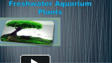 PPT – Freshwater Aquarium Plants PowerPoint presentation | free to ...