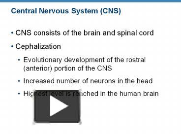 Central Nervous System (CNS) presentation | free to download