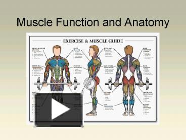PPT – Muscle Function and Anatomy PowerPoint presentation | free to ...