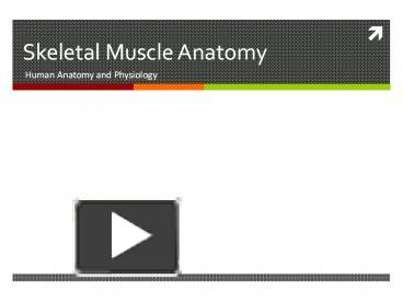 PPT – Skeletal Muscle Anatomy PowerPoint presentation | free to ...
