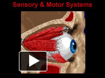 PPT – Sensory PowerPoint presentation | free to download - id: 7fc0e6-MWMwM