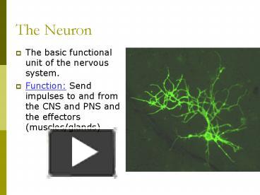 PPT – The Neuron PowerPoint presentation | free to view - id: 7fce68-YzgxM