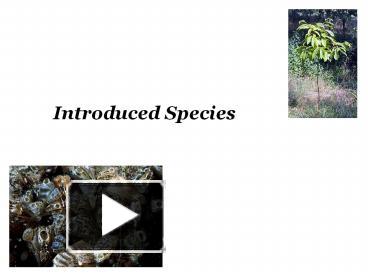 PPT – Introduced Species PowerPoint presentation | free to view - id ...