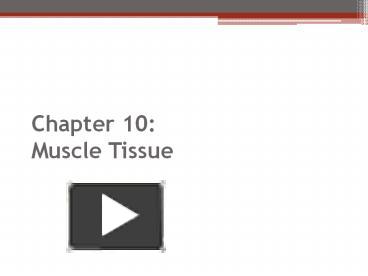PPT – Chapter 10: Muscle Tissue PowerPoint presentation | free to view ...