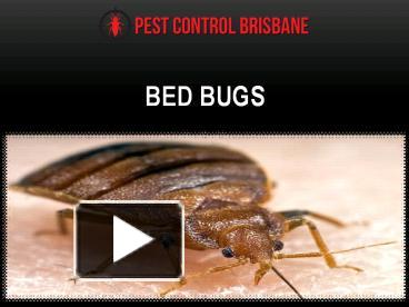 PPT – Bed Bugs PowerPoint presentation | free to download - id: 802028 ...