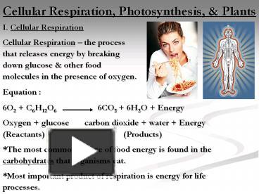 PPT – Cellular Respiration, Photosynthesis, PowerPoint presentation ...