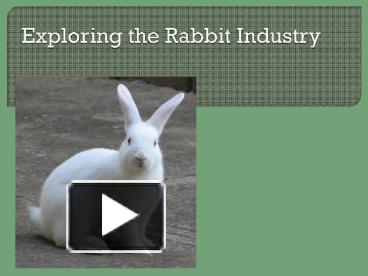 PPT – Exploring the Rabbit Industry PowerPoint presentation | free to ...