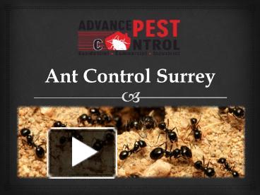 PPT – Ant control surrey PowerPoint presentation | free to download ...