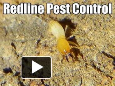 Professional Termite Control Penrith | Redline Pest Control ...