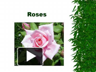Roses presentation | free to view