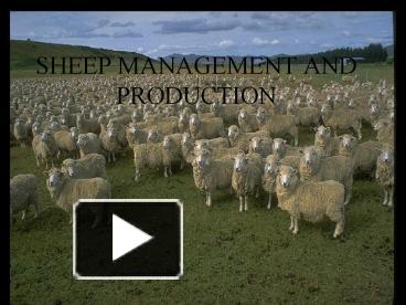 SHEEP MANAGEMENT AND PRODUCTION presentation | free to view