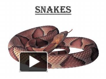 Snakes: Characteristics, Behavior, Habitat presentation | free to download