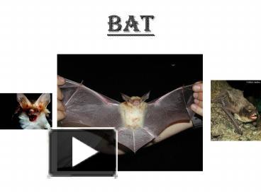 Bat Powerpoint: Characteristics, Habitat, Behavior presentation | free ...
