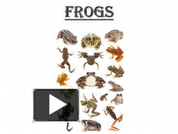Frogs: Characteristics, Behavior, Habitat presentation | free to download