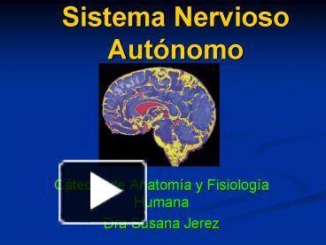 PPT – Sistema Nervioso Aut PowerPoint presentation | free to view - id ...