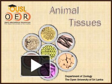 Animal Tissues presentation | free to view