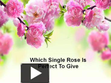 PPT – Which Single Rose Is Perfect To Give PowerPoint presentation ...