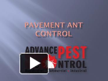 PPT – Pavement Ant Control PowerPoint presentation | free to download ...