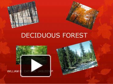 PPT – DECIDUOUS FOREST PowerPoint presentation | free to view - id ...