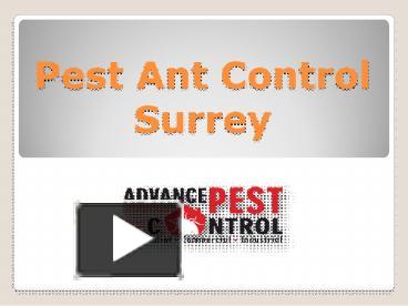 PPT – Pest Ant Control Surrey PowerPoint presentation | free to ...