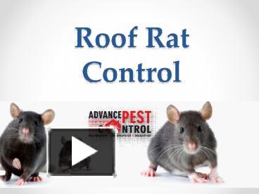 Roof Rat Control presentation | free to download