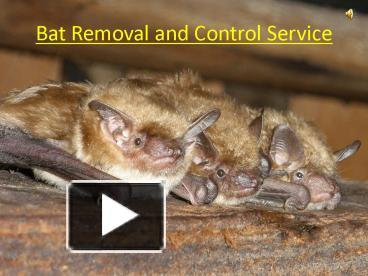 PPT – Bat Removal and Control Services PowerPoint presentation | free ...