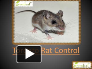 PPT – Toronto rat control PowerPoint presentation | free to download ...