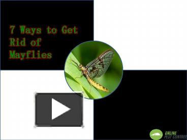 PPT – 7 Ways to Get Rid of Mayflies PowerPoint presentation | free to ...