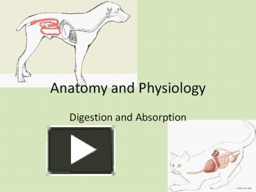 PPT – Anatomy and Physiology PowerPoint presentation | free to view ...