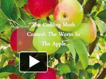 Codling Moth Control: The Worm In The Apple presentation | free to download