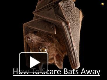 PPT – How To Scare Bats Away PowerPoint presentation | free to download ...