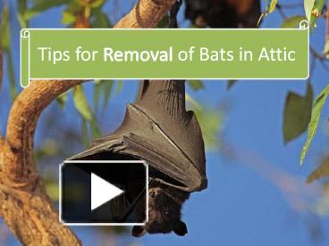 Tips for Removal of Bats in Attic presentation | free to download