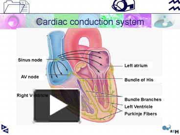 Cardiac conduction system presentation | free to view