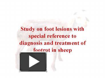 FOOT LESIONS IN SHEEP presentation | free to download