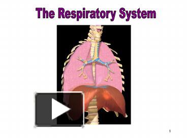 PPT – Respiratory System PowerPoint presentation | free to view - id ...