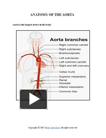 Anatomy of the Aorta presentation | free to download