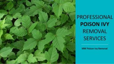 PPT – Professional Poison Ivy Removal Services PowerPoint presentation ...