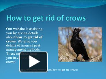 HOW TO GET RID OF CROWS presentation | free to download