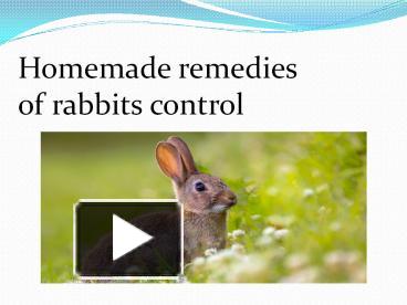 PPT – HOMEMADE REMEDIES OF RABBITS CONTROL PowerPoint presentation ...