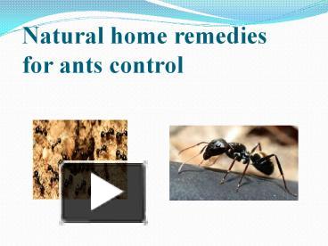 PPT – NATURAL HOME REMEDIES FOR ANTS CONTROL PowerPoint presentation ...