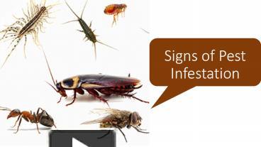 Signs of Pest infestation presentation | free to download