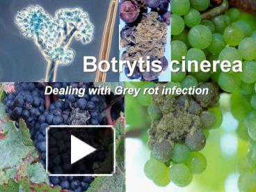 Botrytis cinerea presentation | free to view