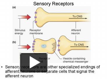 Sensory Receptors presentation | free to view
