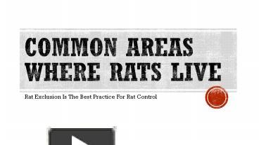 PPT – Rat Control Services In Atlanta PowerPoint presentation | free to ...