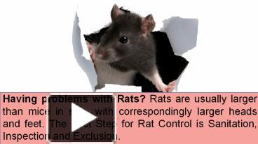 Rodent Control Services: Get Rid of Rats and Mice presentation | free ...